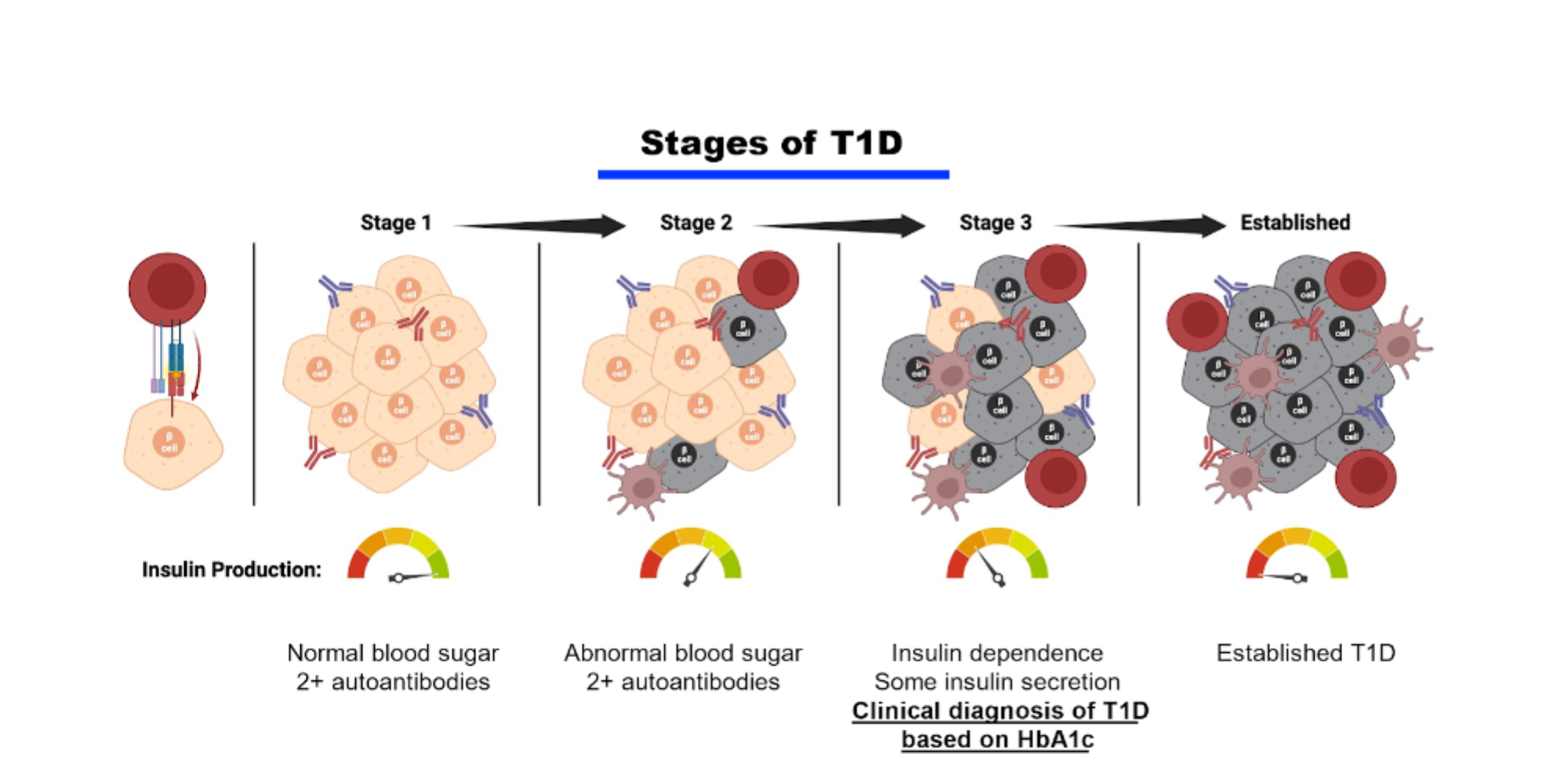Type 1 Diabetes Biology - Breakthrough T1D